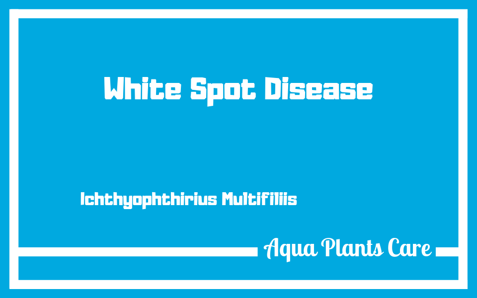Aquarium White Spot Disease ICH – Ichthyophthirius Multifiliis