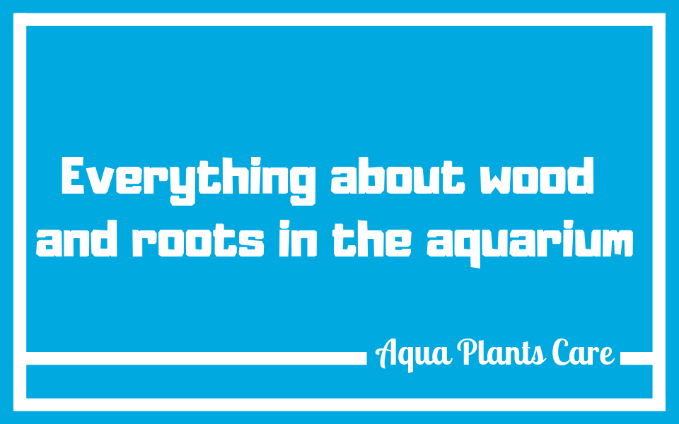 Everything about wood and roots in the aquarium